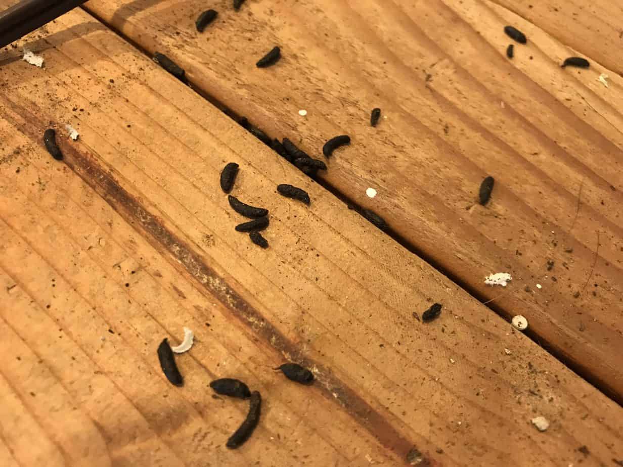 Mouse Poop: How To Identify Mouse Droppings | dailypest.com